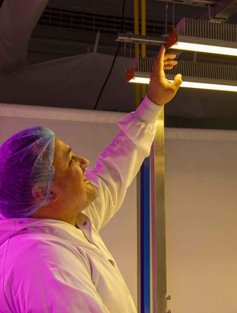 RED x Noordam - RED Horticulture